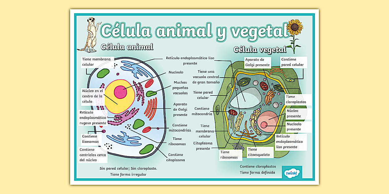 Lámina de una célula vegetal y animal | Twinkl