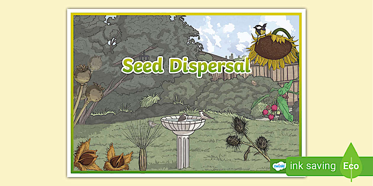 Seed Dispersal Display Poster (teacher made) - Twinkl