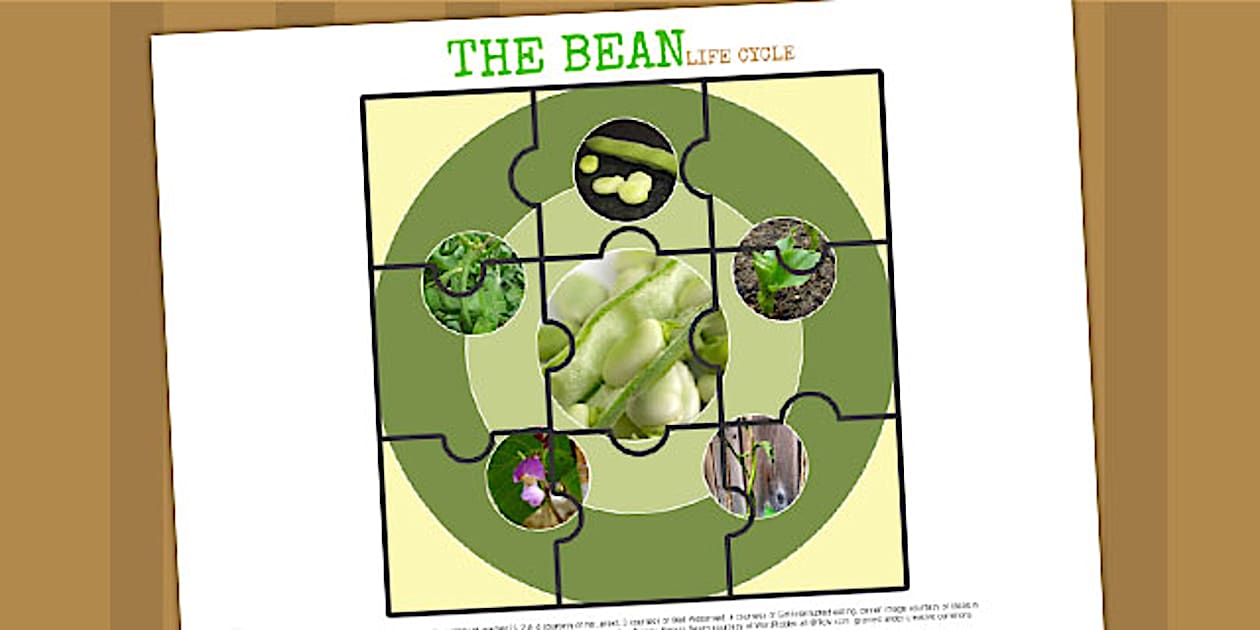Life Cycle of a Broad Bean Jigsaw (teacher made) - Twinkl