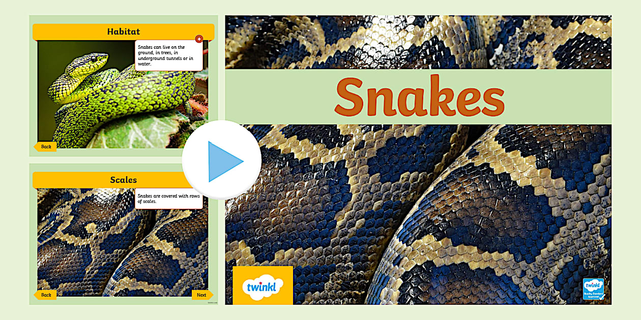 Snake Photo Powerpoint (teacher made) - Twinkl