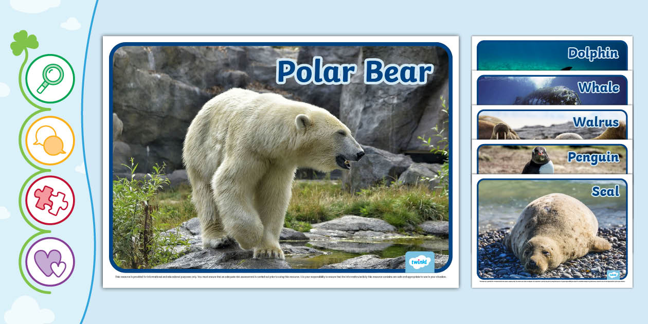 Animals With Blubber Display Photos (professor feito)