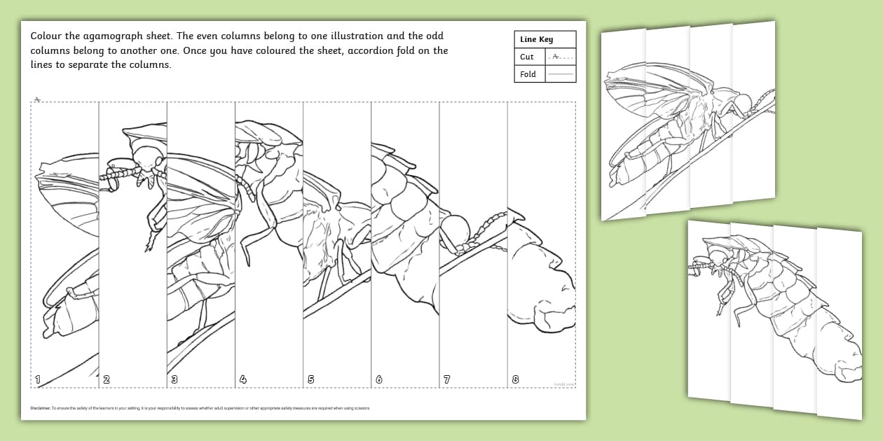 Minibeasts Agamograph - Twink Arts and Crafts (teacher made)