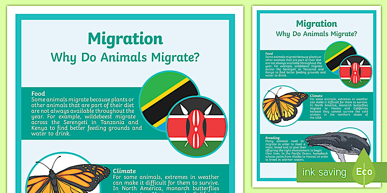Animal Migration Display Poster - Australia - Twinkl