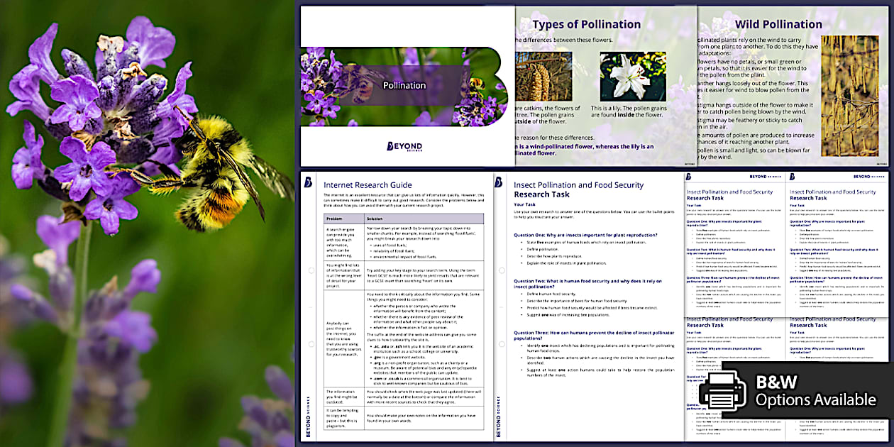 Insect Pollination and Food Security | KS3 Science | Beyond