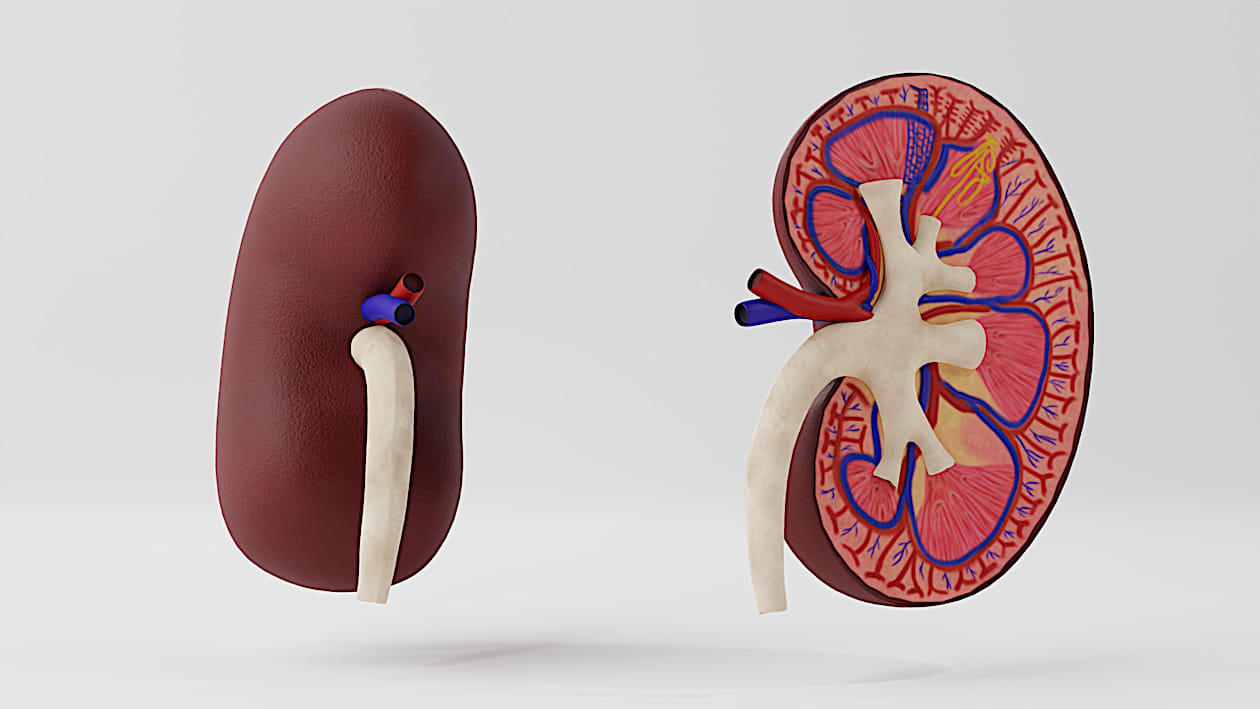 Kidney 3D Model – Interactive Augmented Reality for Kids