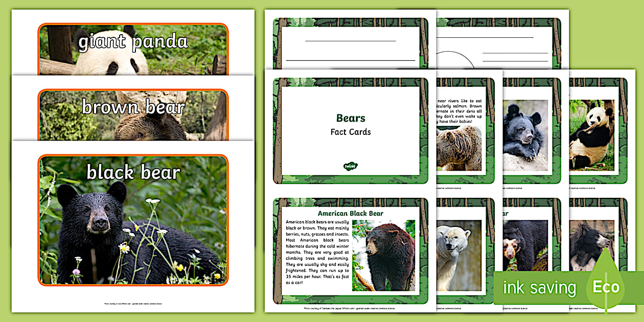 Facts about Bears EYFS Resource Pack (teacher made) - Twinkl