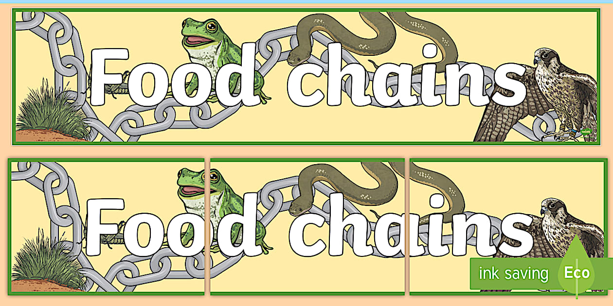Food Chains Display Banner (teacher made) - Twinkl