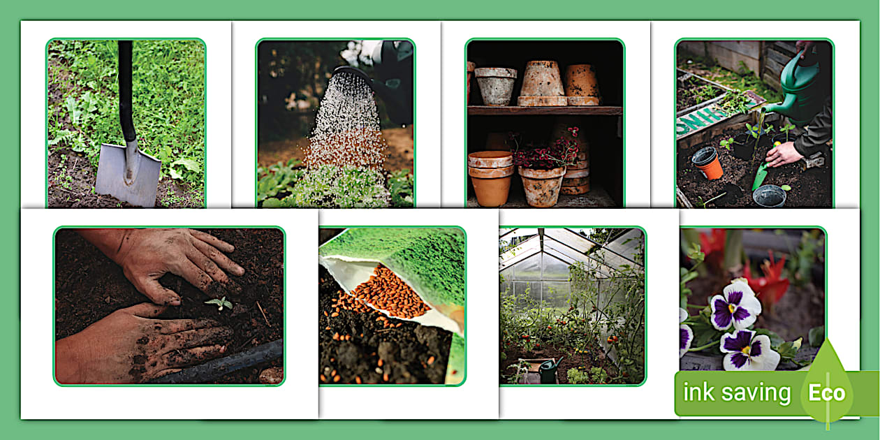 Plants and Growing Display Photos (teacher made) - Twinkl