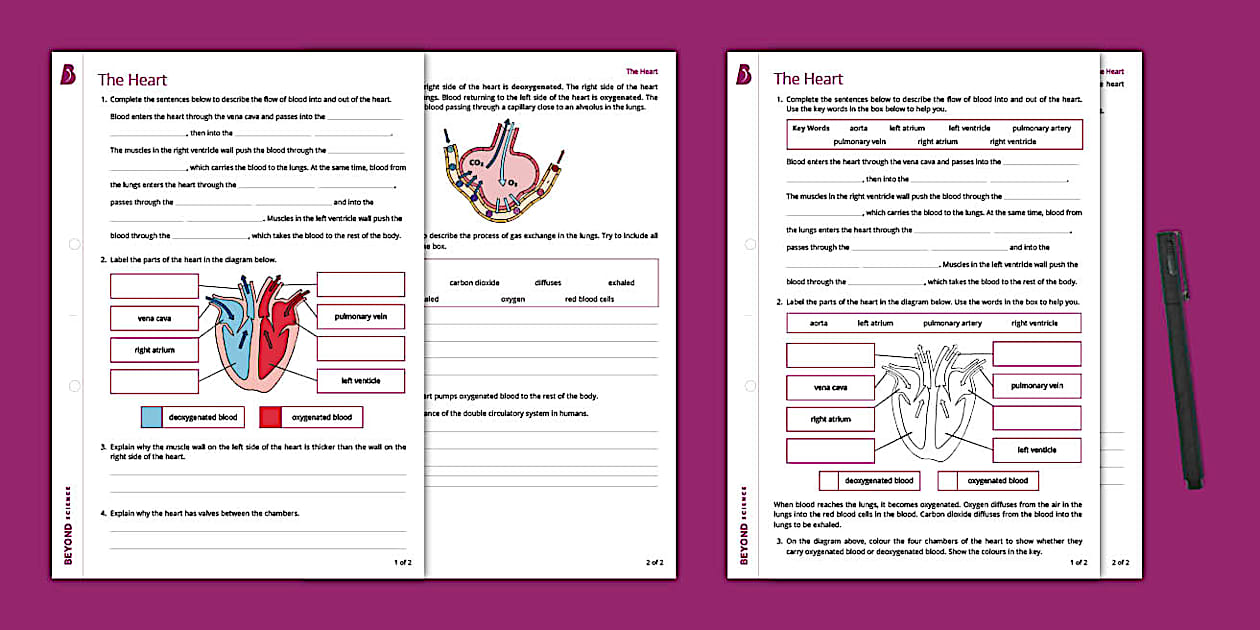 The Heart Worksheets | Structure of the Heart | Beyond
