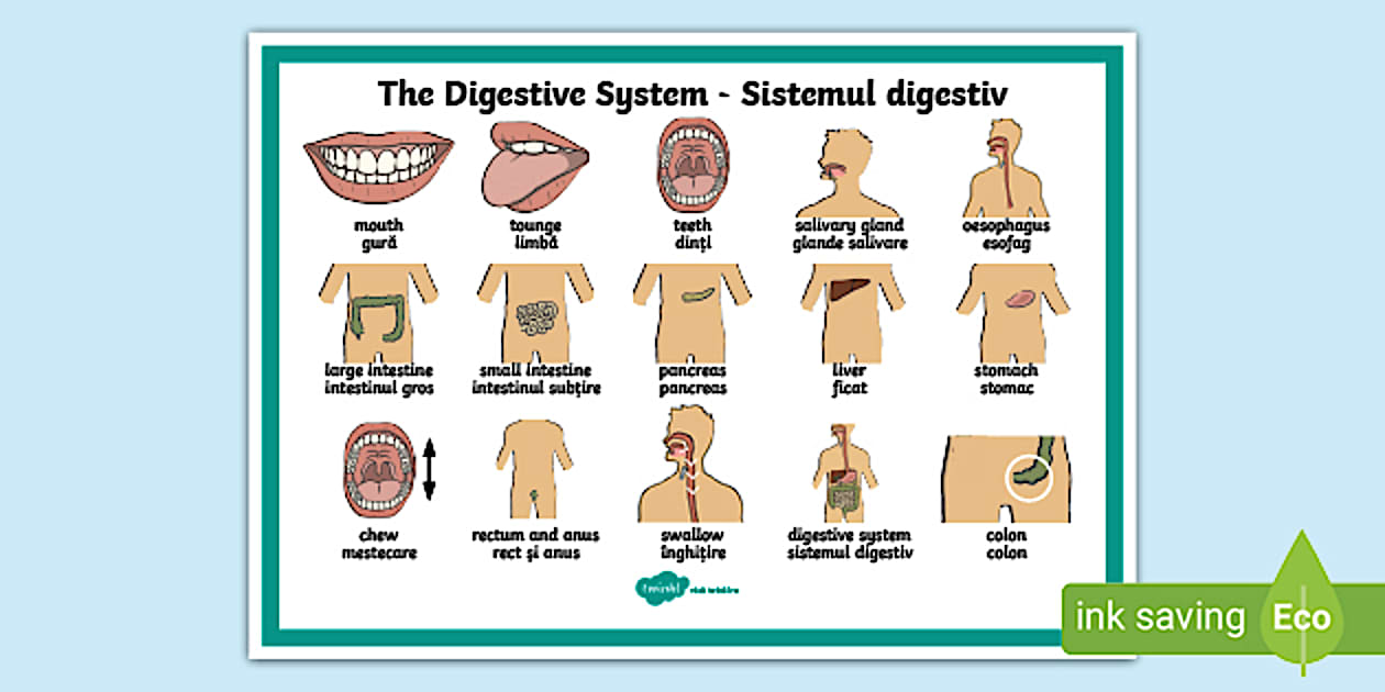 The Digestive System Word Mat English/Romanian - Twinkl