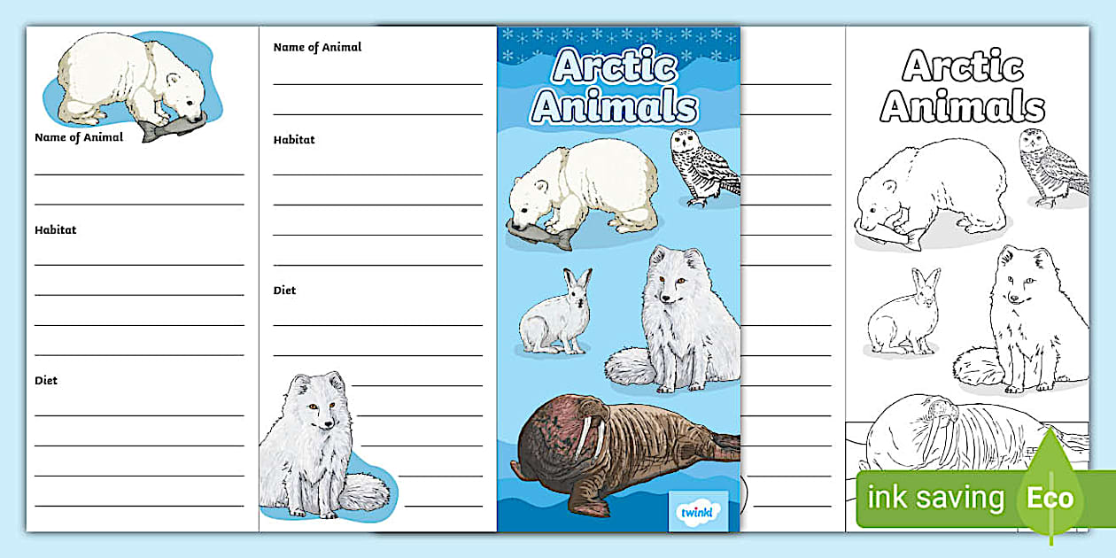 Arctic Animals Leaflet Template (teacher made) - Twinkl