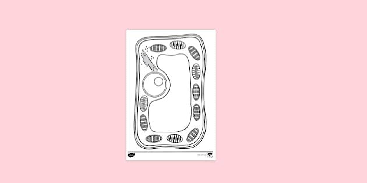 Plant Cell Colouring Sheet | Colouring Sheets | Twinkl