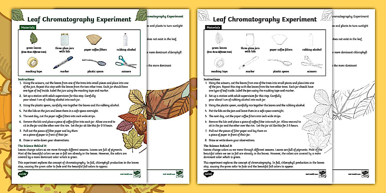 Leaf Chromatography Experiment for 3rd-5th Grade - Twinkl