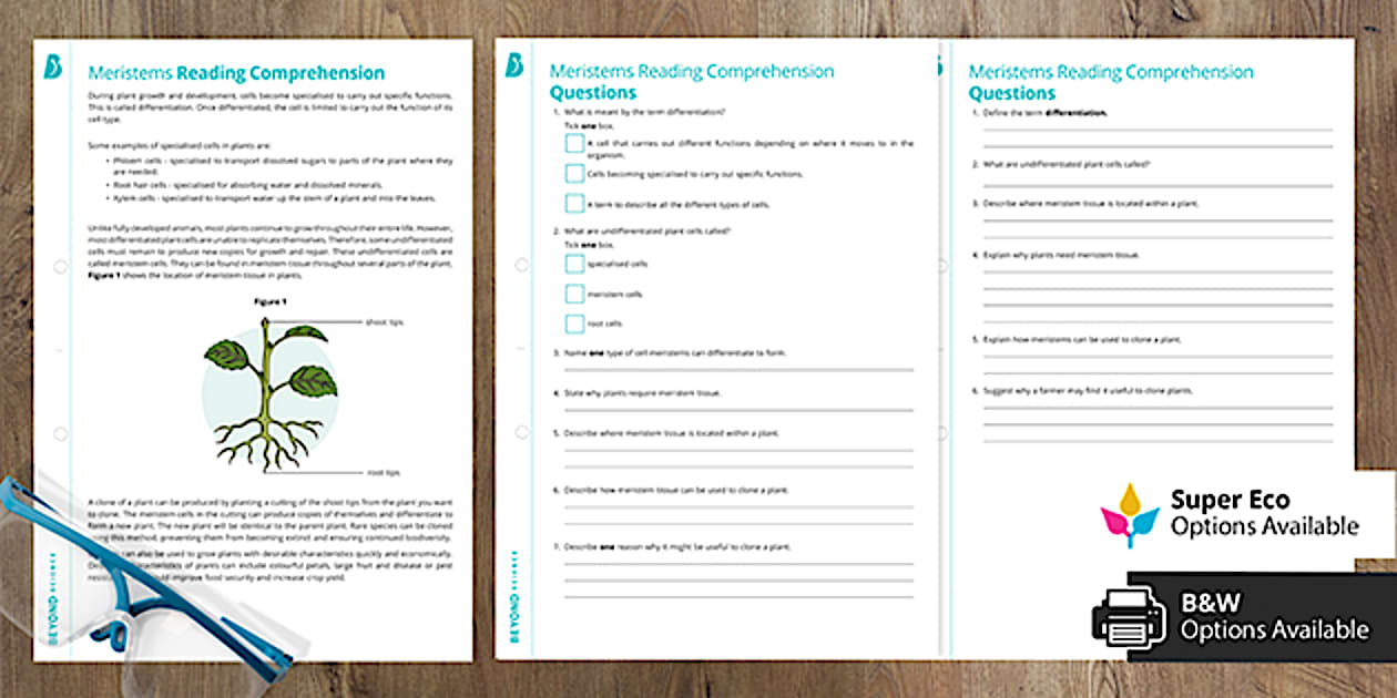 AQA Meristem Cells Reading Comprehension | Biology | Beyond