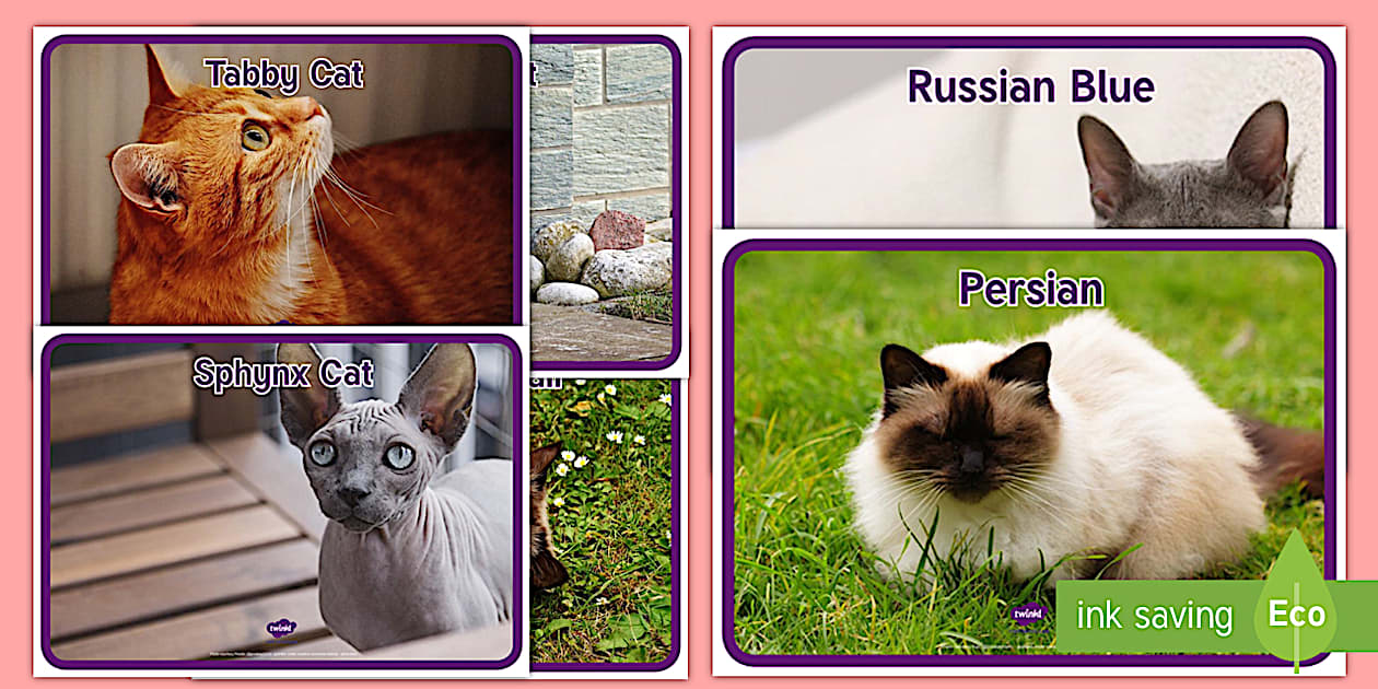 Cat Display Photos (teacher made) - Twinkl