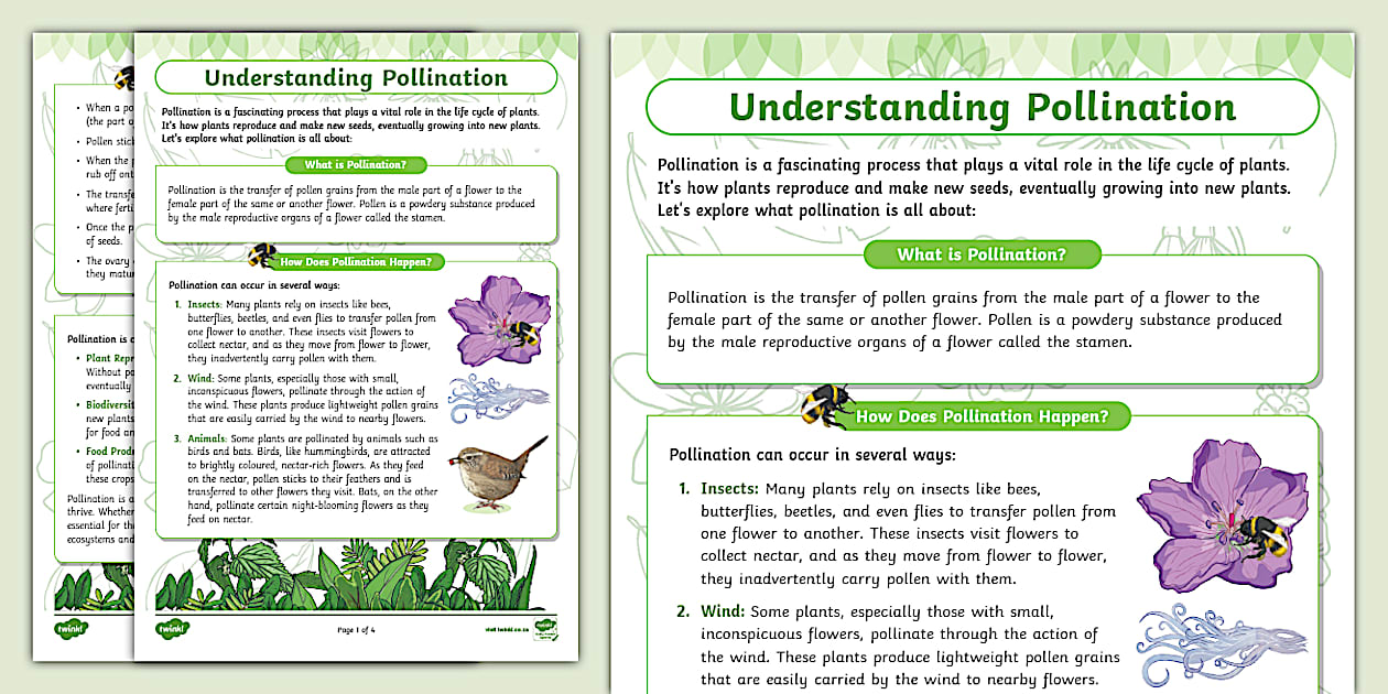 Understanding Pollination (teacher made) - Twinkl