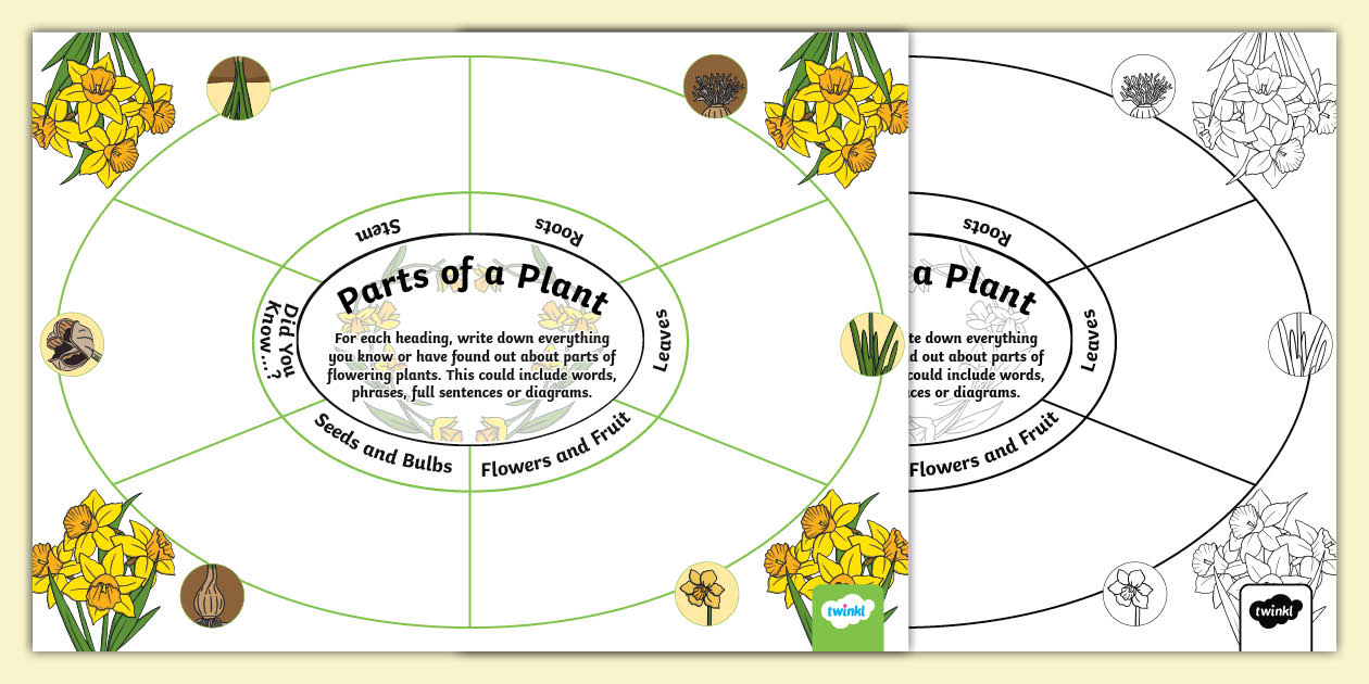 Parts of a Plant Around the Table (teacher made) - Twinkl