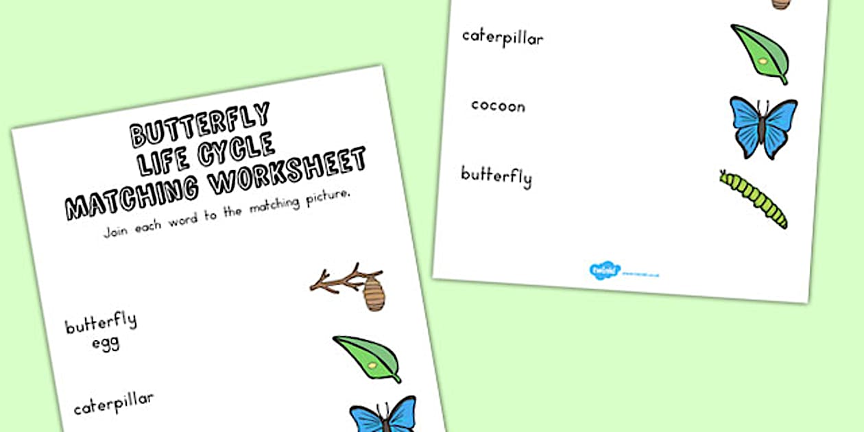 Butterfly Life Cycle Word and Picture Matching Worksheet