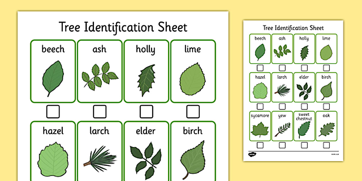 Cursive Tree Identification Work Sheet (professor feito)