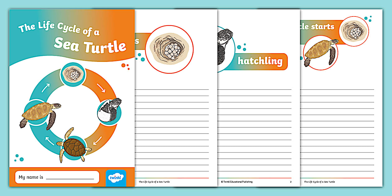 Sea Turtle Life Cycle Workbook (Under the Sea) - Twinkl