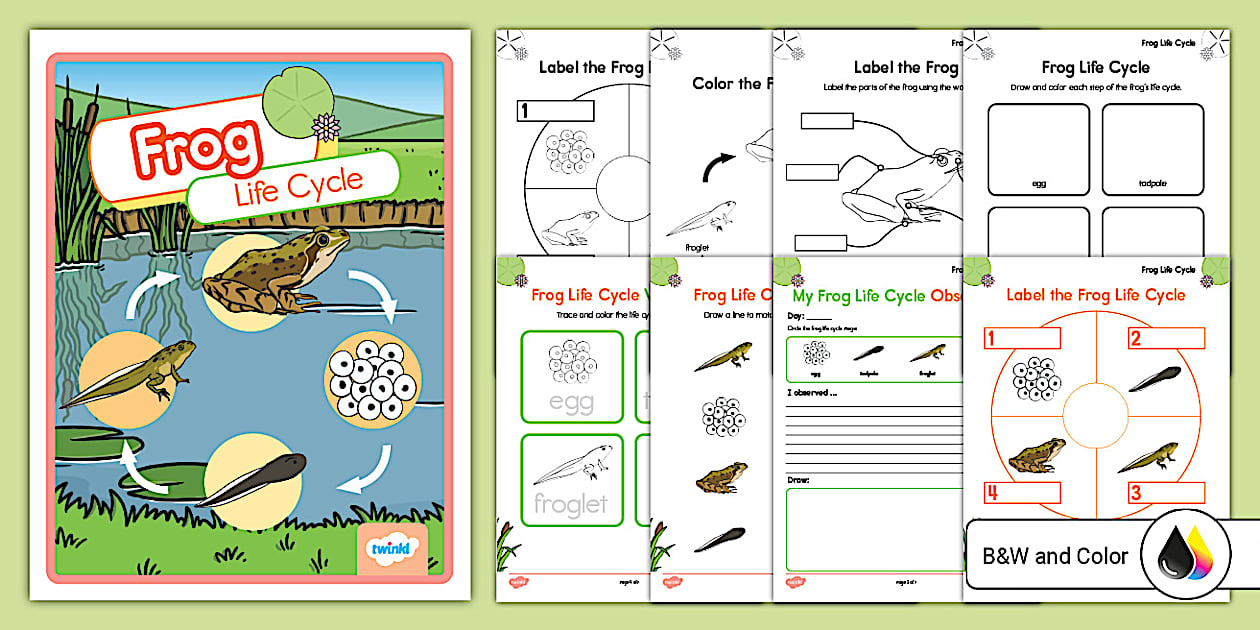 Frog Life Cycle Activity Booklet for K-2nd Grade - Twinkl