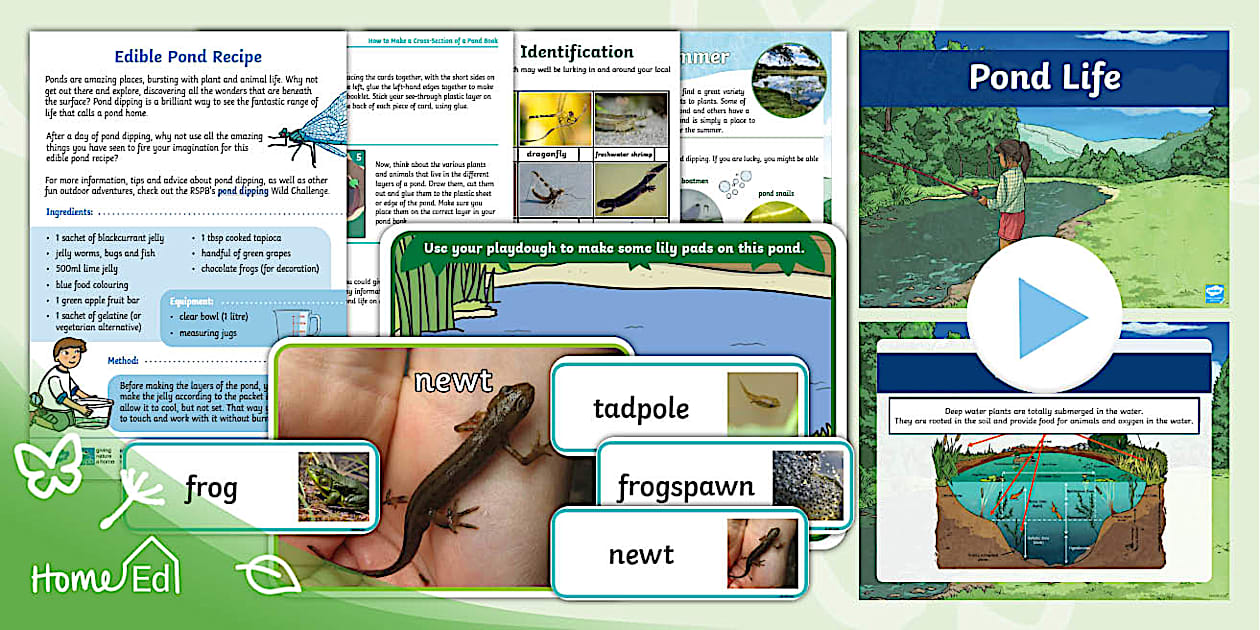 Summer Pond Resource Pack (teacher made) - Twinkl