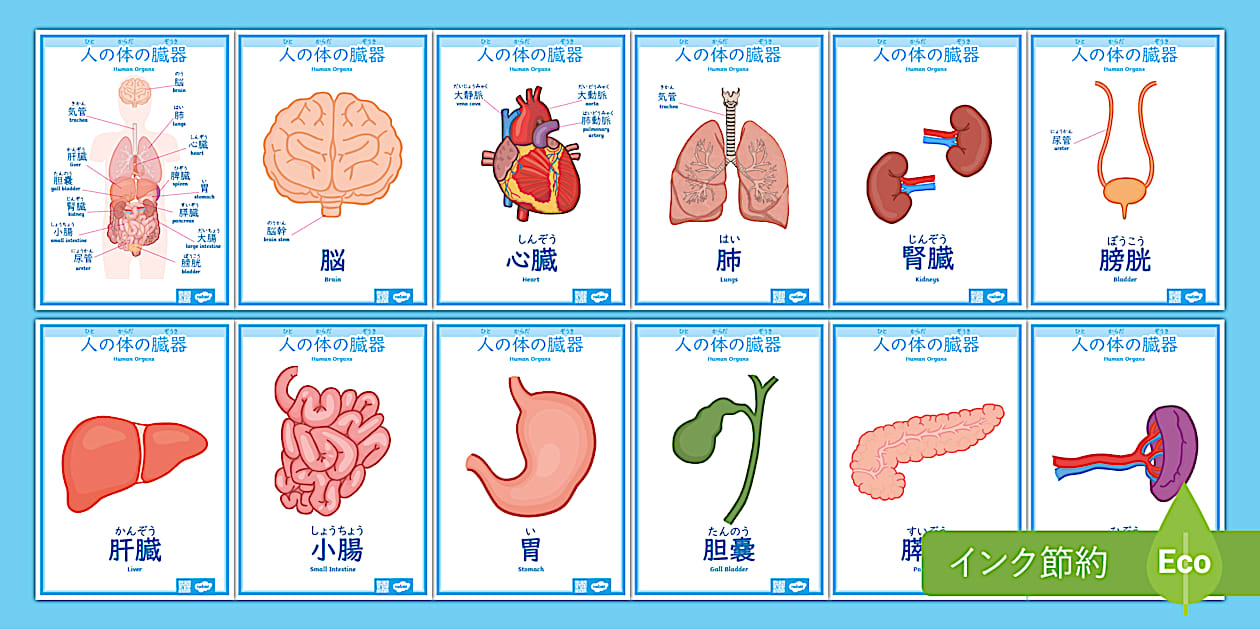 Human Organs Display Posters Japanese and English | Twinkl JP