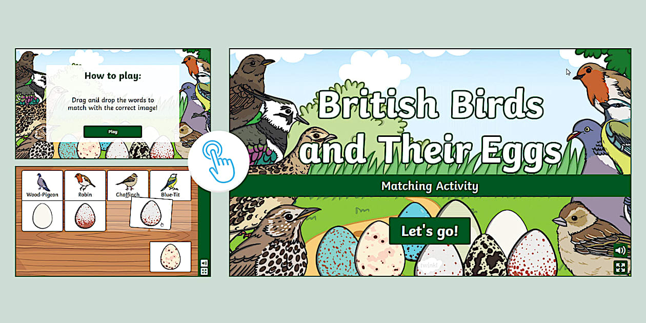 British Birds and their Eggs Interactive Matching Activity