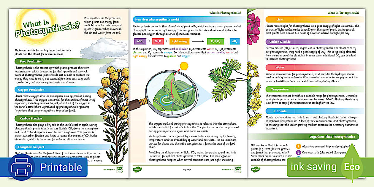 What is Photosynthesis?