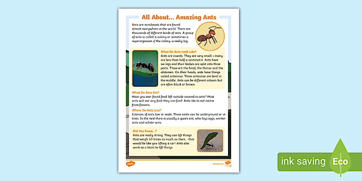 KS1 Amazing Ants Fact File - Parents - Science and STEM