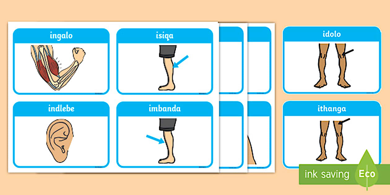 Editable Body Parts Flashcards (professor feito) - Twinkl