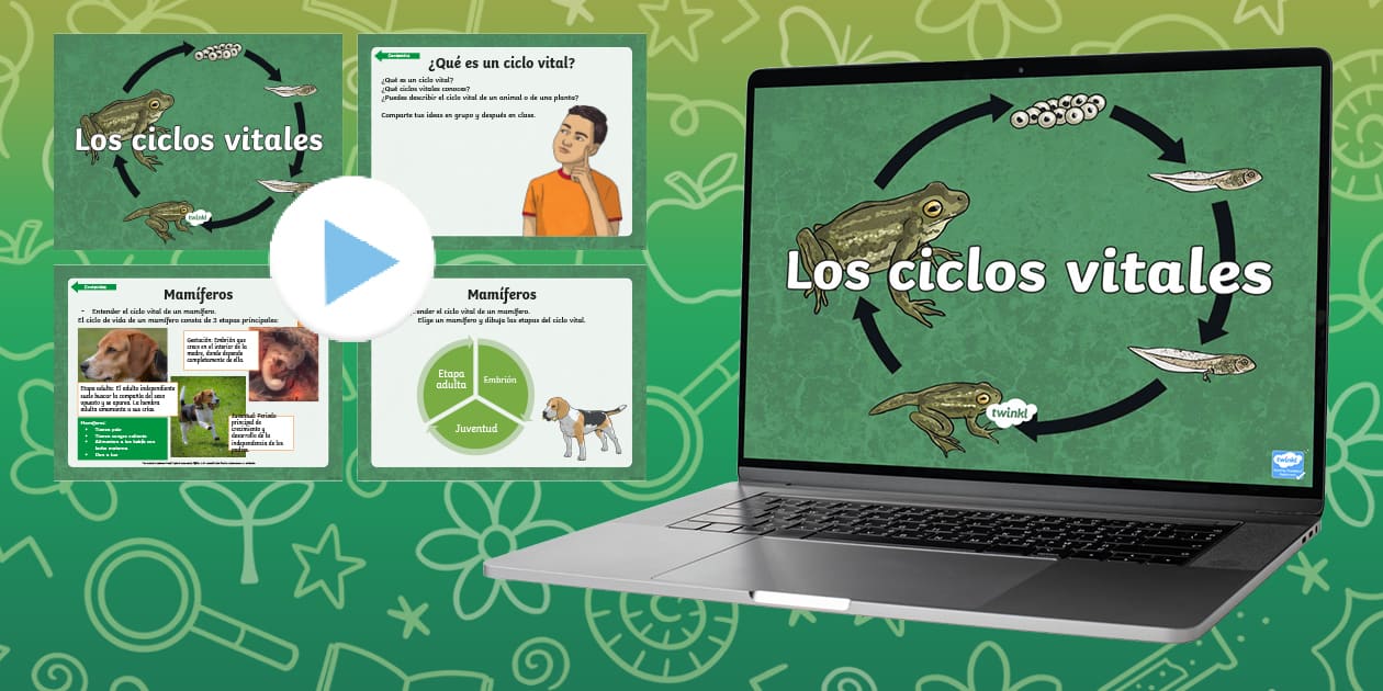 Presentación: Los ciclos vitales (professor feito) - Twinkl