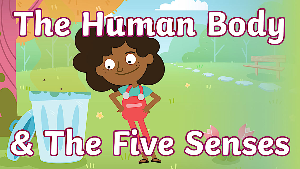 The Human Body and the Five Senses Short Animation