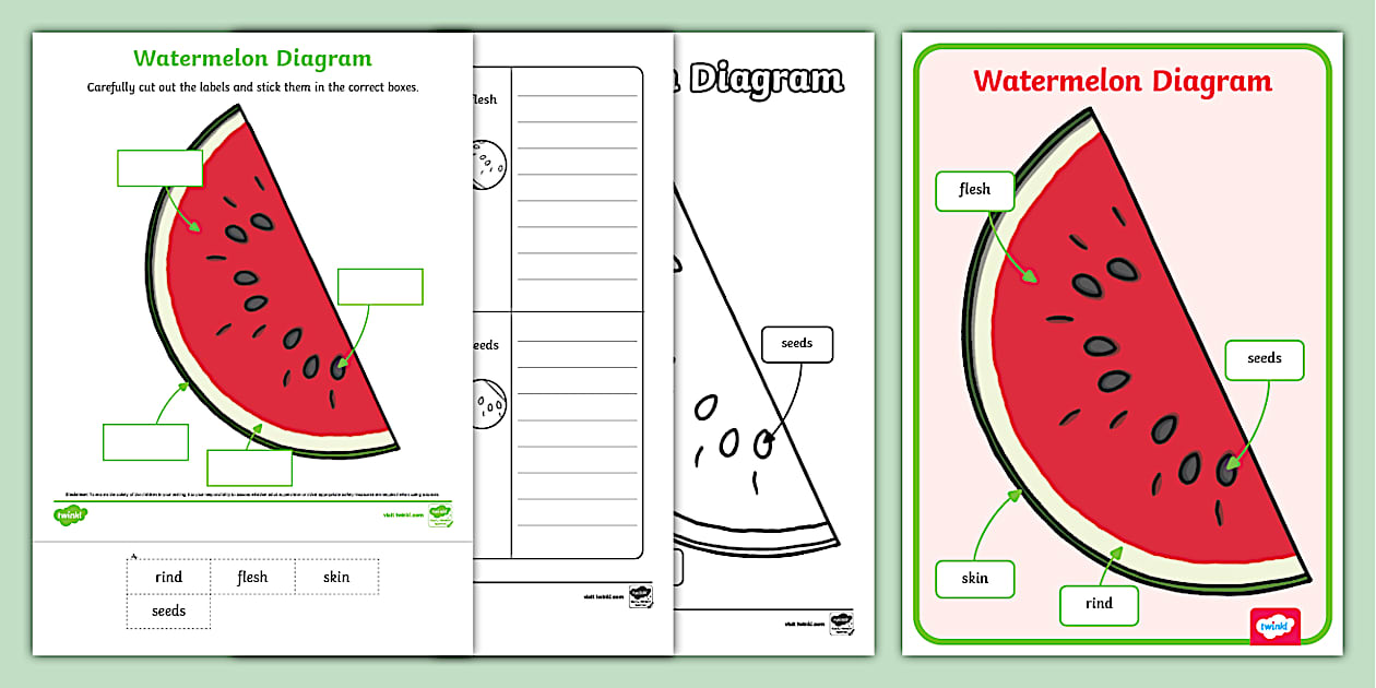 Watermelon Diagram Activity Pack (teacher made) - Twinkl