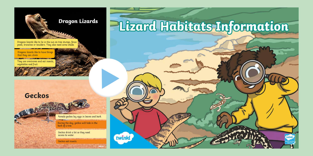 Lizard Habitats Information PowerPoint - Twinkl