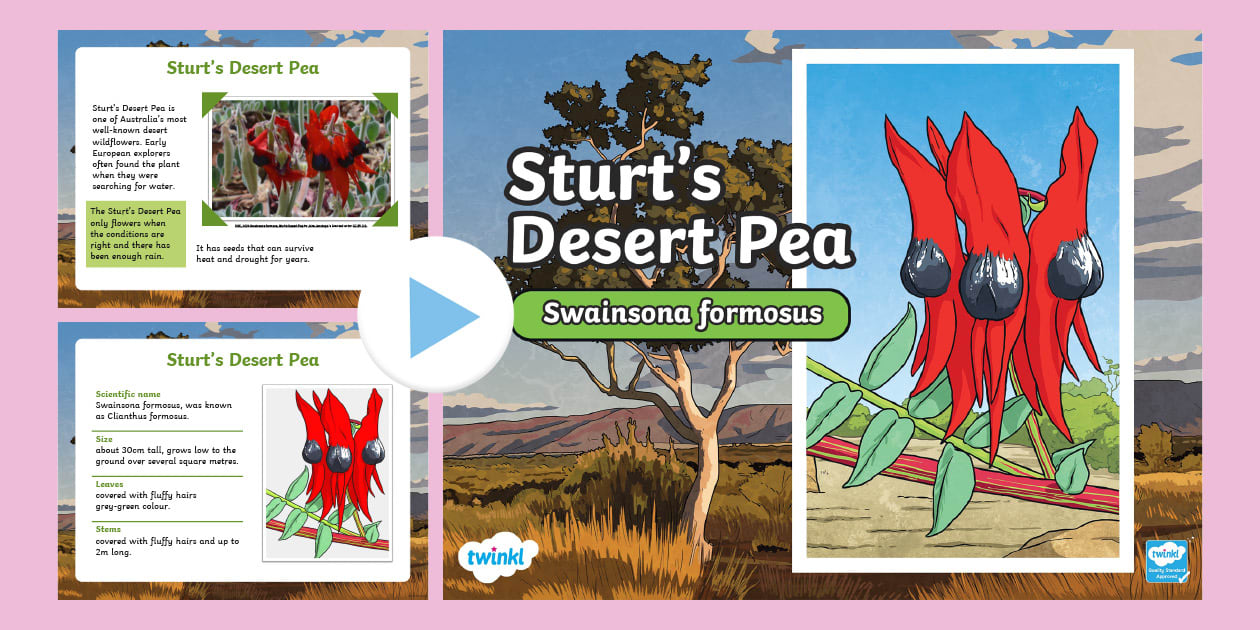 Sturt's Desert Pea PowerPoint (teacher made) - Twinkl