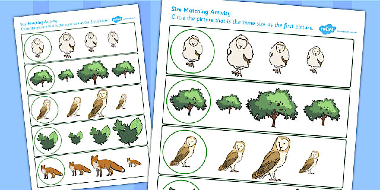 Owl Size Matching Worksheet (teacher made) - Twinkl