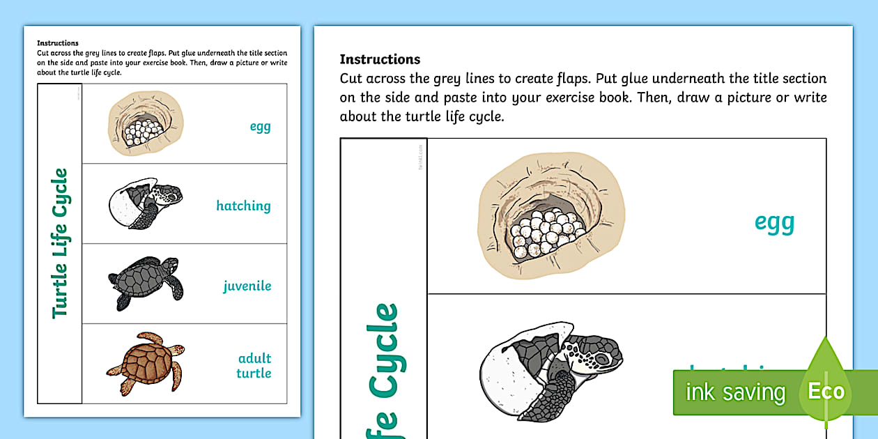 Turtle Life Cycle Flapbook (teacher made) - Twinkl