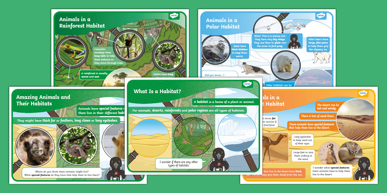 EYFS All About Animals and Their Habitats Fact Files