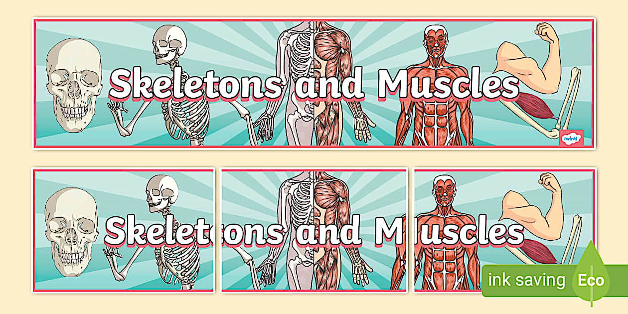 Skeletons and Muscles Display Banner (Teacher-Made) - Twinkl