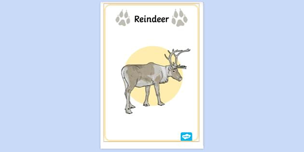 Reindeer Poster | Display Poster | Primary Resource | Twinkl