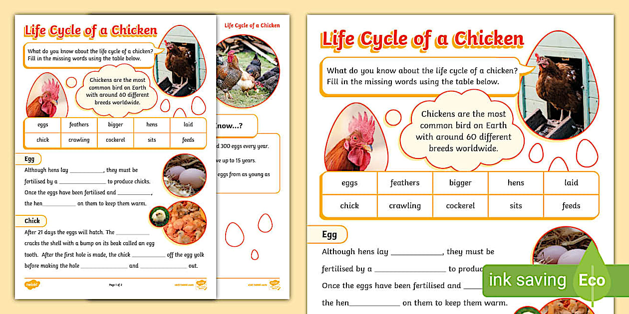 Life Cycle of a Chicken Cloze Worksheet (teacher made)