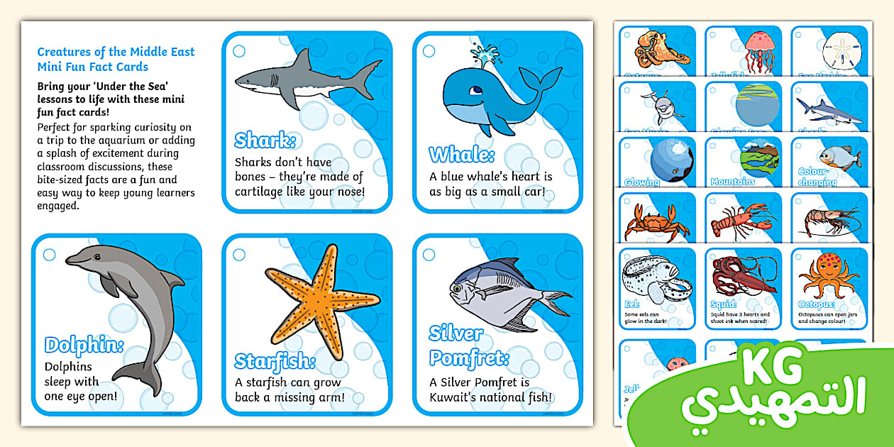 Under the Sea Fun Fact Cards for Kindergarten | EYFS Ocean Animals Resource