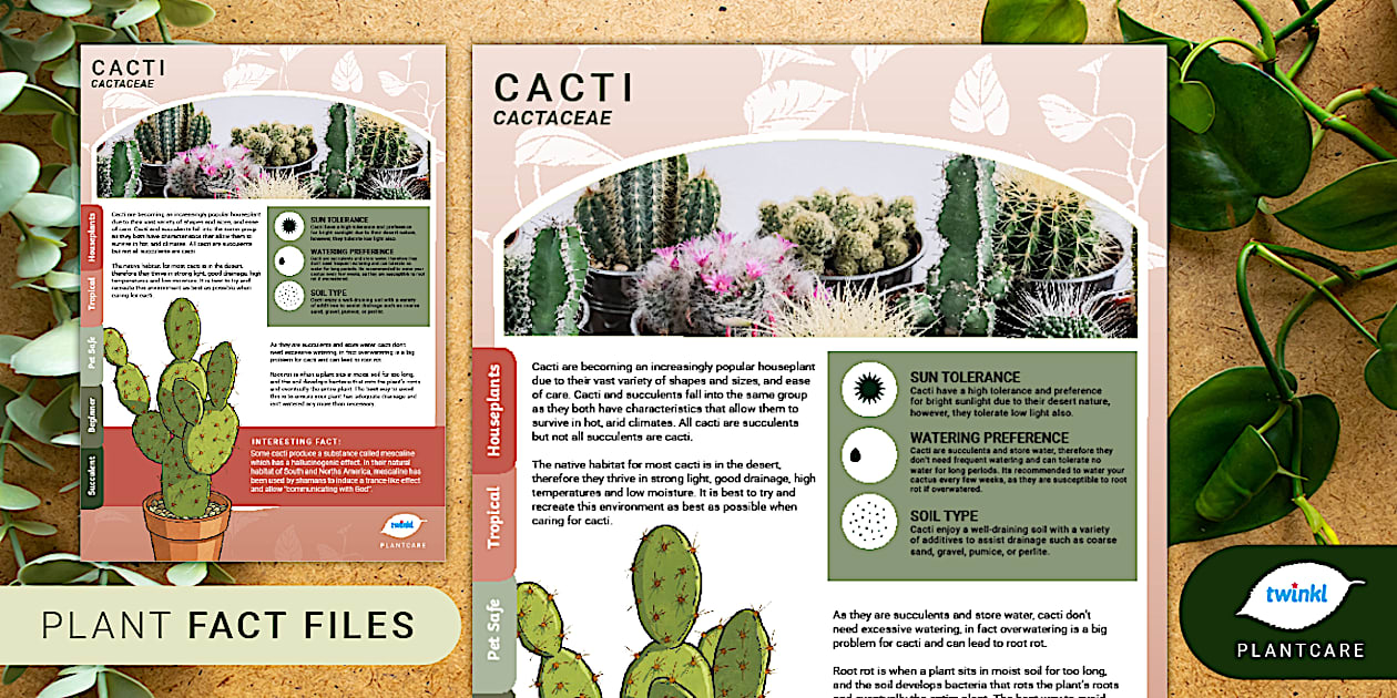 Houseplant Fact File: Cacti (teacher made) - Twinkl