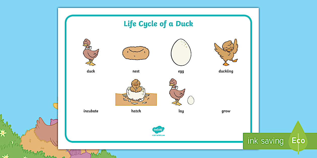 Brenda's Boring Egg Life Cycle of a Duck Word Mat