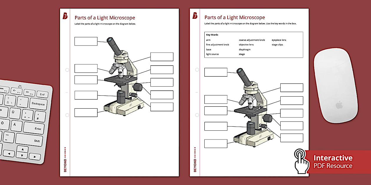 Parts of a Light Microscope Labelling Worksheet | Beyond