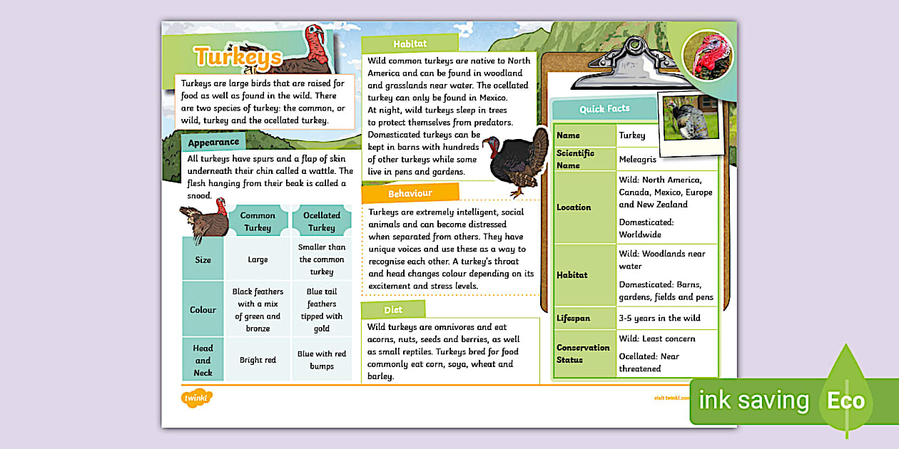 Turkeys Fact File - Twinkl - KS2 (teacher made) - Twinkl