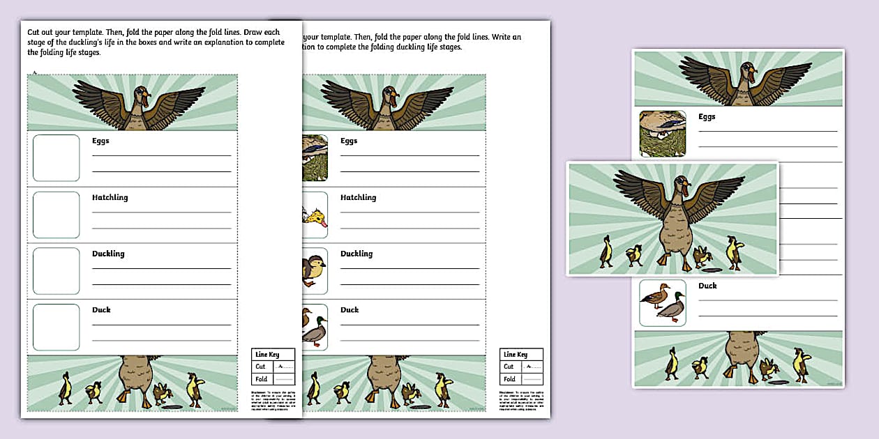 Duckling Folding Life Stages Template (teacher made)