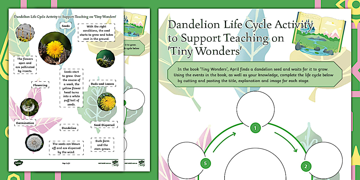Dandelion Life Cycle to Support Teaching on 'Tiny Wonders'