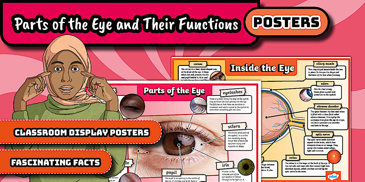 Parts of the Eye and Their Functions Posters - Twinkl - KS2